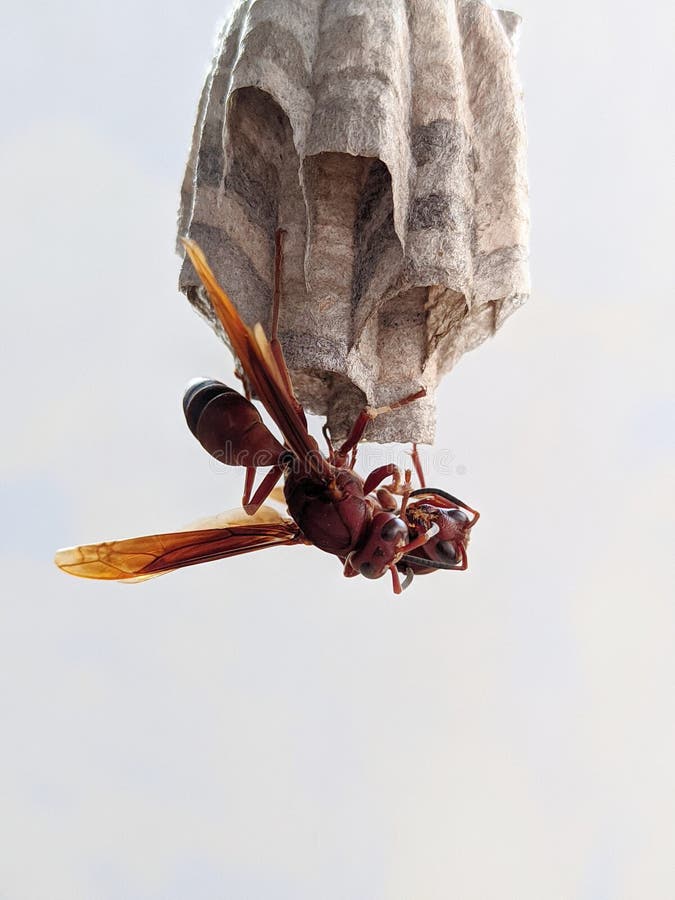Hanging Brown-winged Insects are Nesting Stock Photo - Image of brown ...