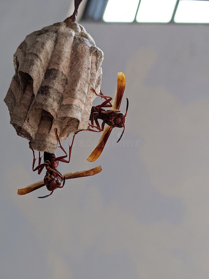 Hanging Brown-winged Insects are Nesting Stock Photo - Image of hanging ...