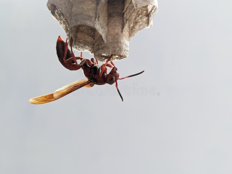 Hanging Brown-winged Insects are Nesting Stock Image - Image of winged ...