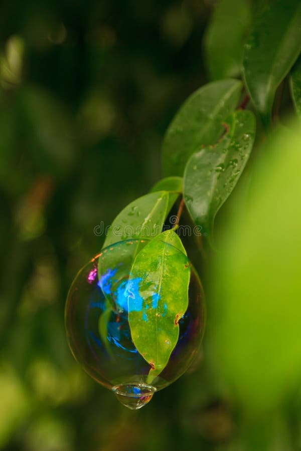 Hanging Bubble stock image. Image of sheen, reflections - 14980591