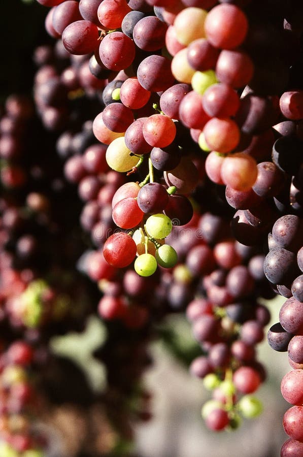 Hanging grapes stock photo. Image of grapes, healthy, vinyard - 3860848