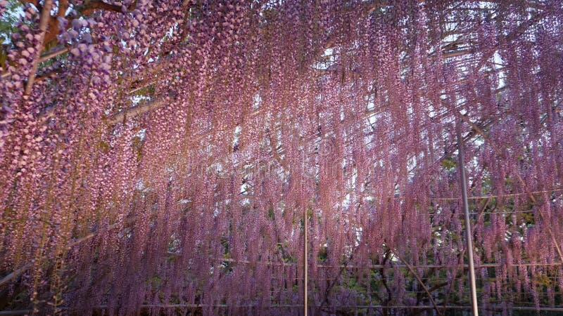 Hanging Bunches of Purple Pink Wisteria Tree. Background Stock Image ...