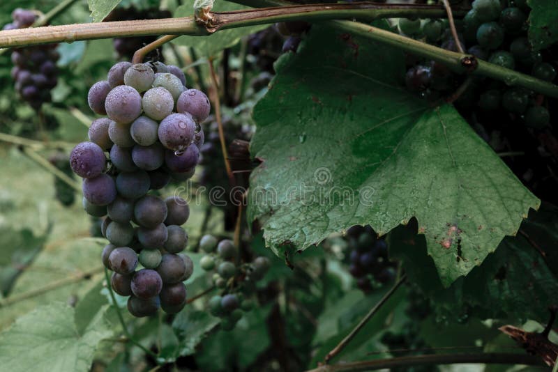 Bundle of Grapes stock photo. Image of tuscany, italy, purchase - 67096