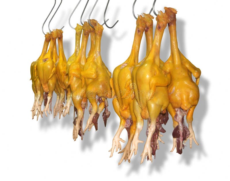 Hanging chicken stock photo. Image of exploitation, bowel - 40020186