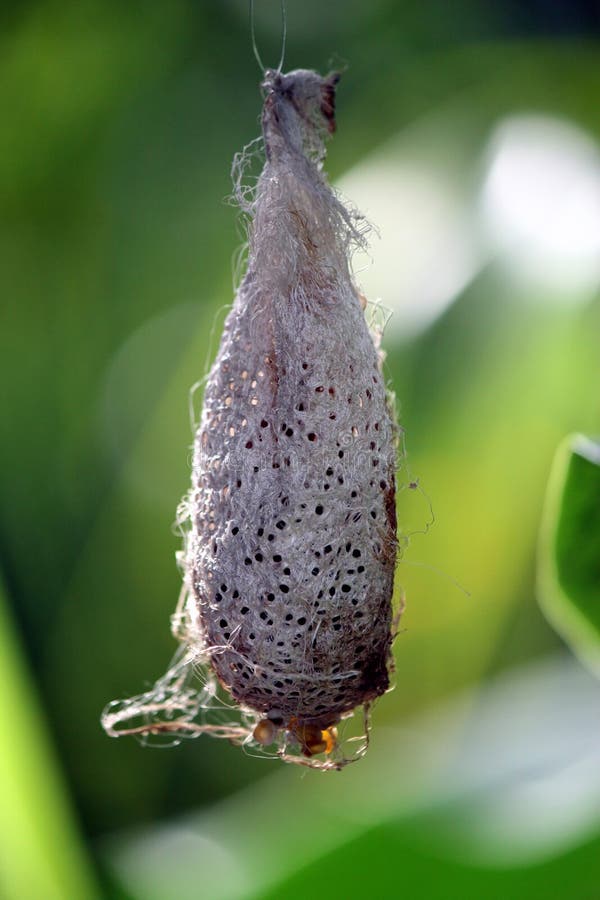 Cecropia moth cocoon stock image. Image of butterfly - 24814593