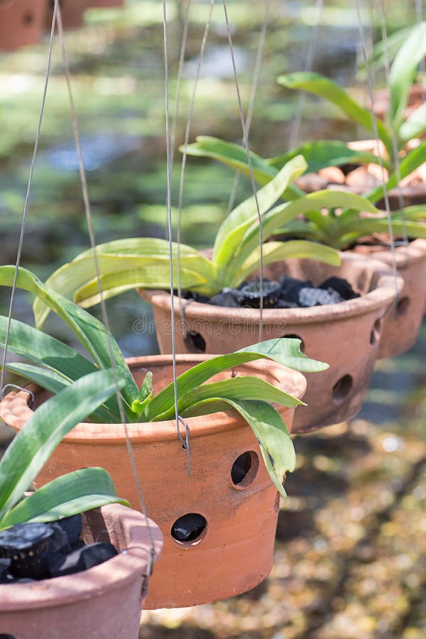 Hanging Clay Pots with Orchid Plant . Stock Photo - Image of little ...