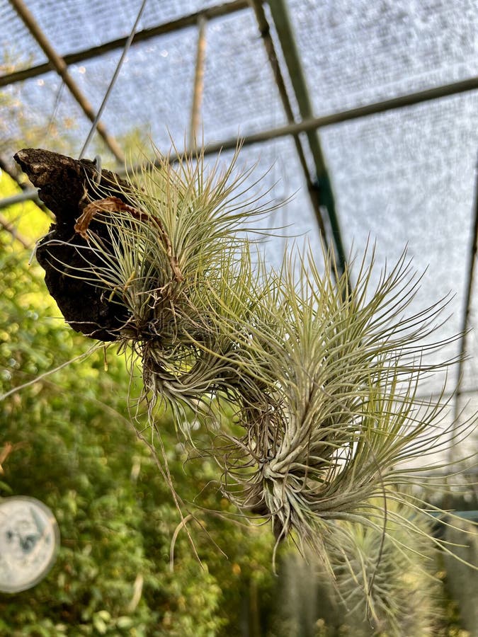 Conifer stock image. Image of tree, leaf, beak, plant - 239103819