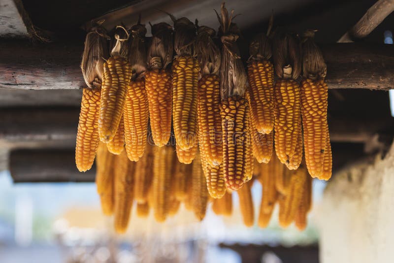 Hanging Corn in Empty Setting Stock Image - Image of maize, farming ...