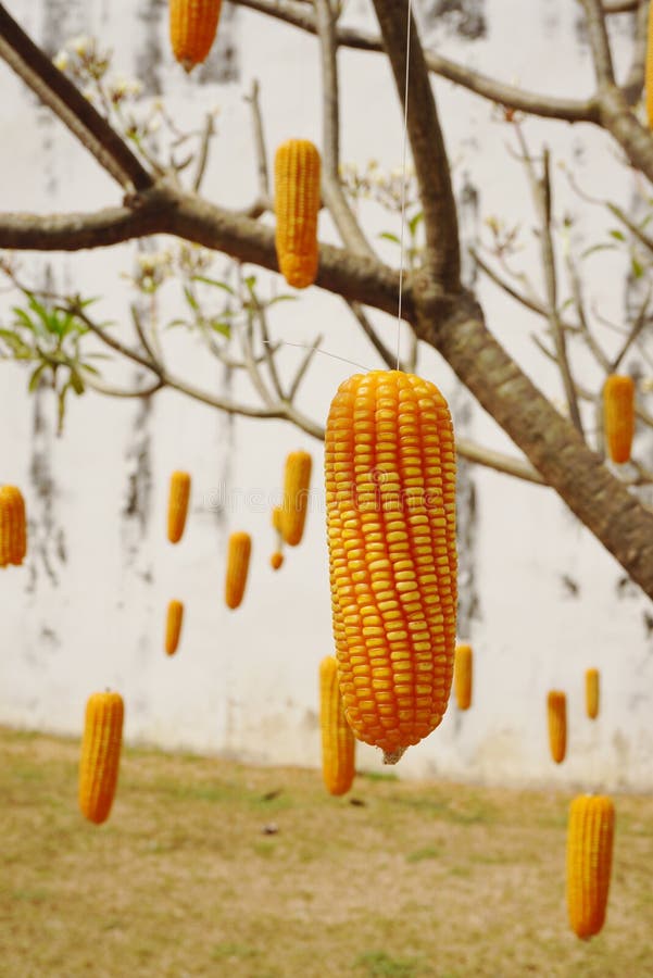 Hanging corn stock image. Image of ingredient, crop, hanging - 50723471