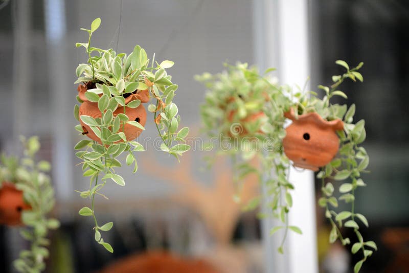 Dave tree houseplant stock image. Image of ornament - 150629743