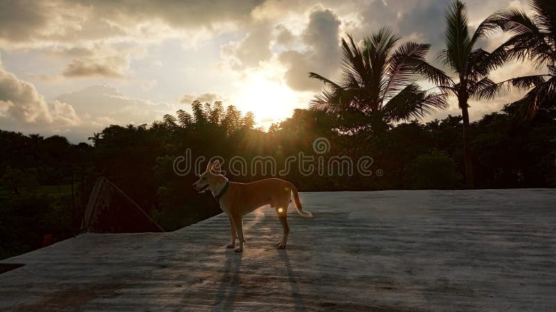 Hanging with dog stock image. Image of nature, hanging - 201603369