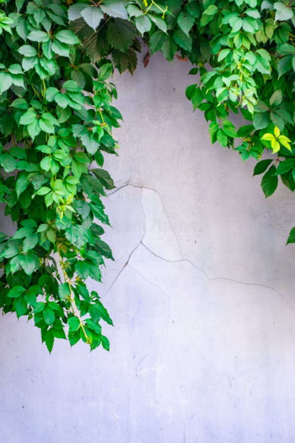 Brick Wall and Ivy Hanging Down on it Stock Image - Image of leaves ...