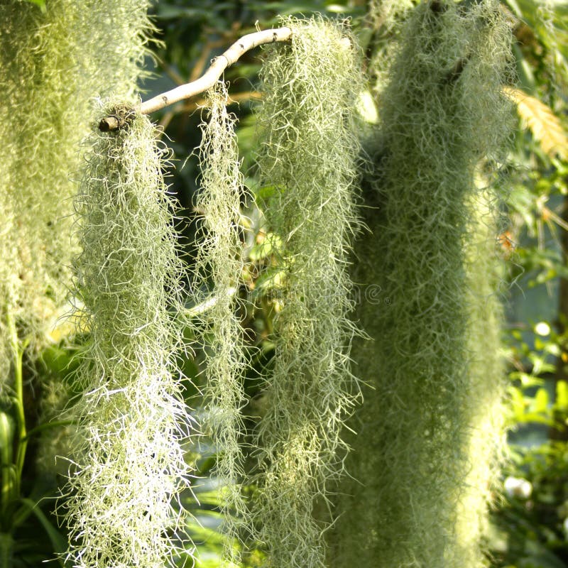 Hanging Down Ornamental Plants Stock Image - Image of nature, element ...