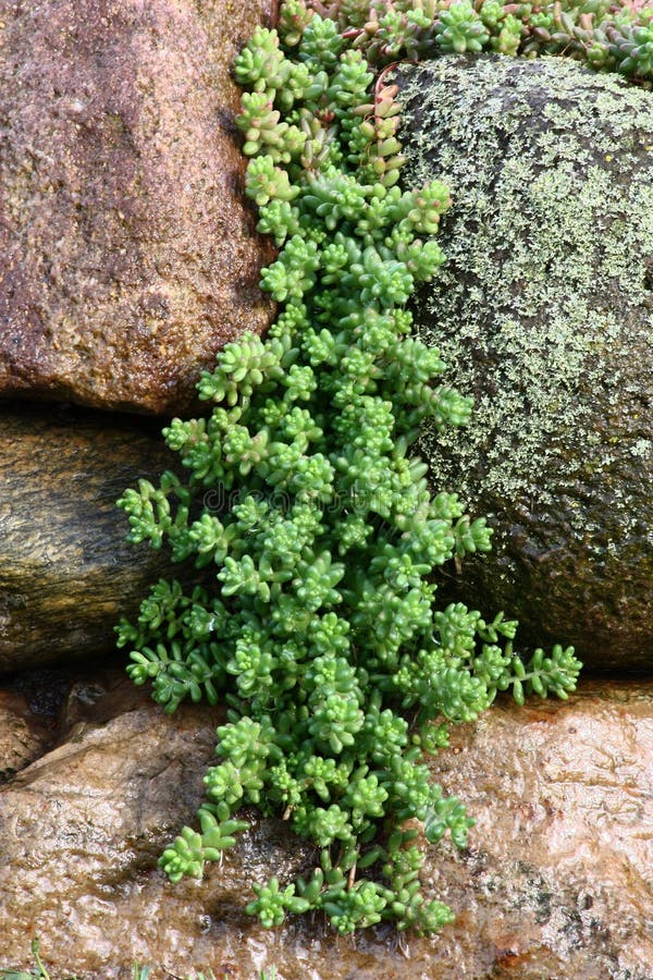 Hanging down sedum. stock image. Image of hang, sedum - 28098503