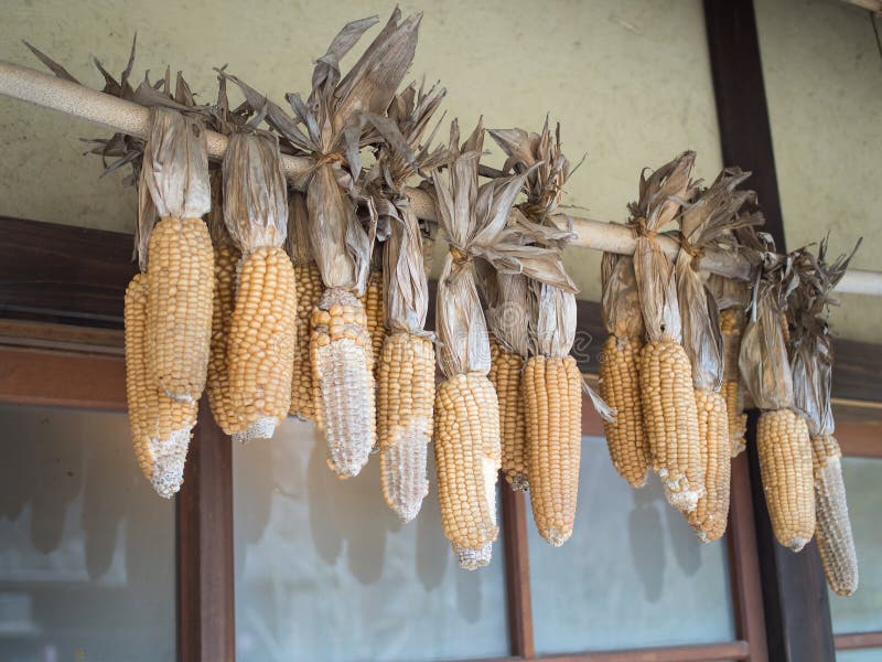 Hanging dried corn cobs stock image. Image of peel, farming - 73777593
