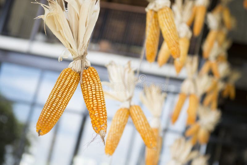 Hanging dried corn stock image. Image of golden, seed - 62301727