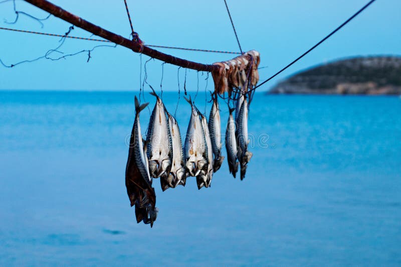Drying Anchovies at a Fishing Village Stock Image - Image of coast ...