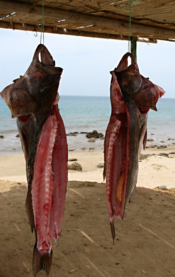Hanging Fish Picture. Image: 7057411