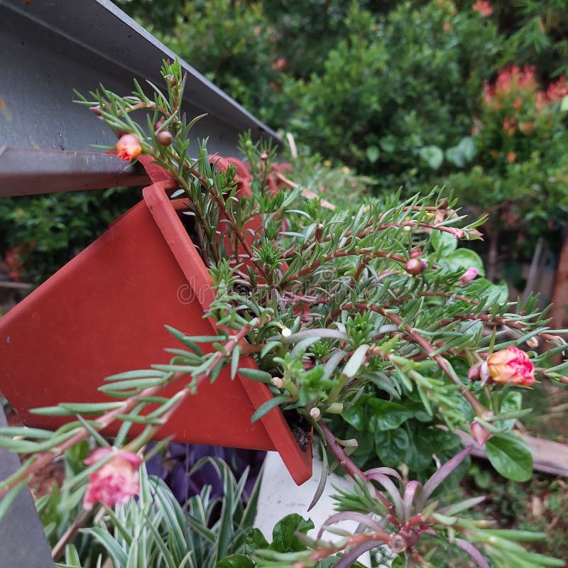 Hanging flower plants stock image. Image of plants, garden - 260014957