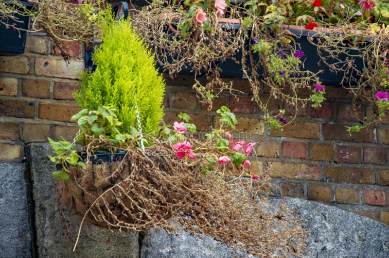 The Hanging Flower Pots in Balcony in London with Plants Falling Down ...