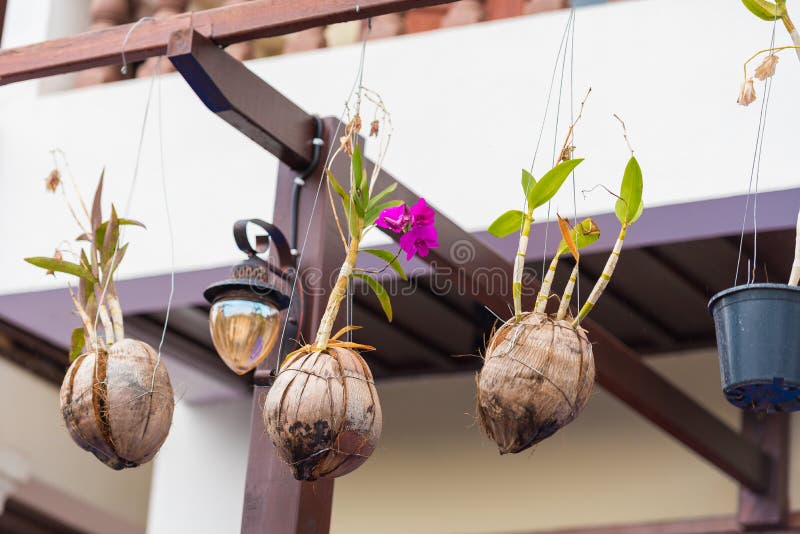 Hanging Flower Pots from Coconuts in Louangphabang, Laos. Close-up ...