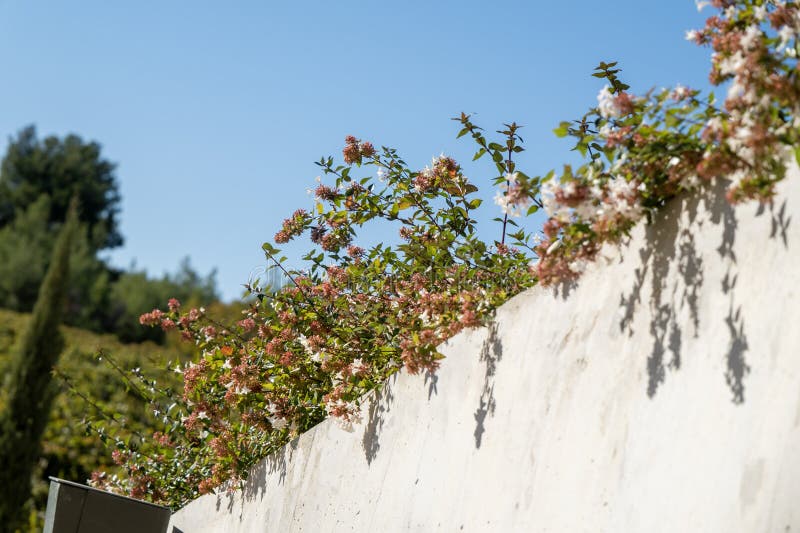 Hanging Flowers from the Wall. White Flowers on the Wall Stock Photo ...
