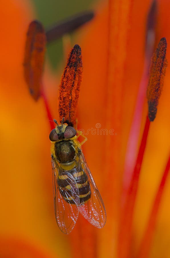 Hanging fly stock image. Image of wings, flower, background - 34243165