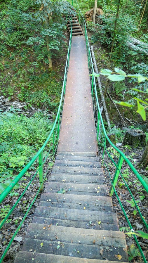 Hanging Forest Bridge with Wooden Stairs Stock Photo - Image of ...