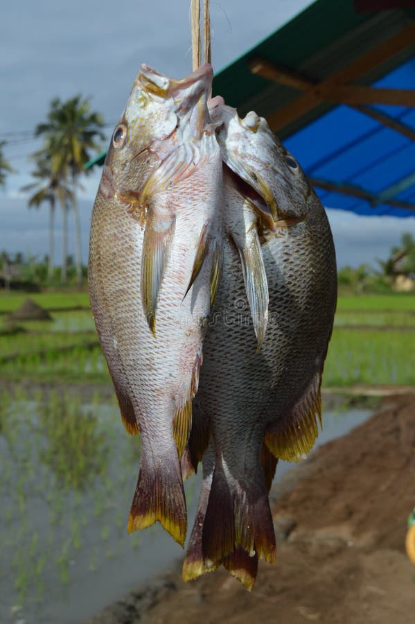 Hanging Fresh Fish from the Fisherman Stock Photo - Image of fisherman ...