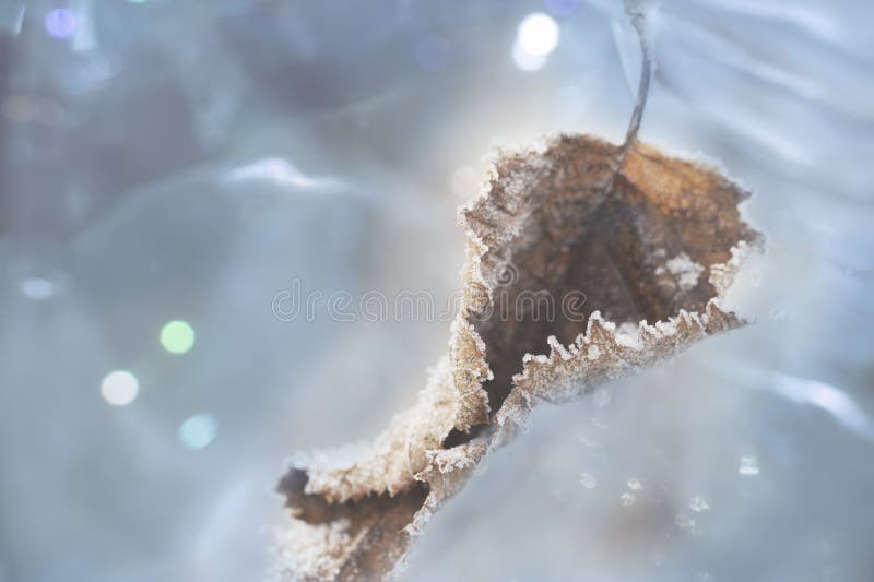 Hanging on stock image. Image of frost, shallow, macro - 47879903