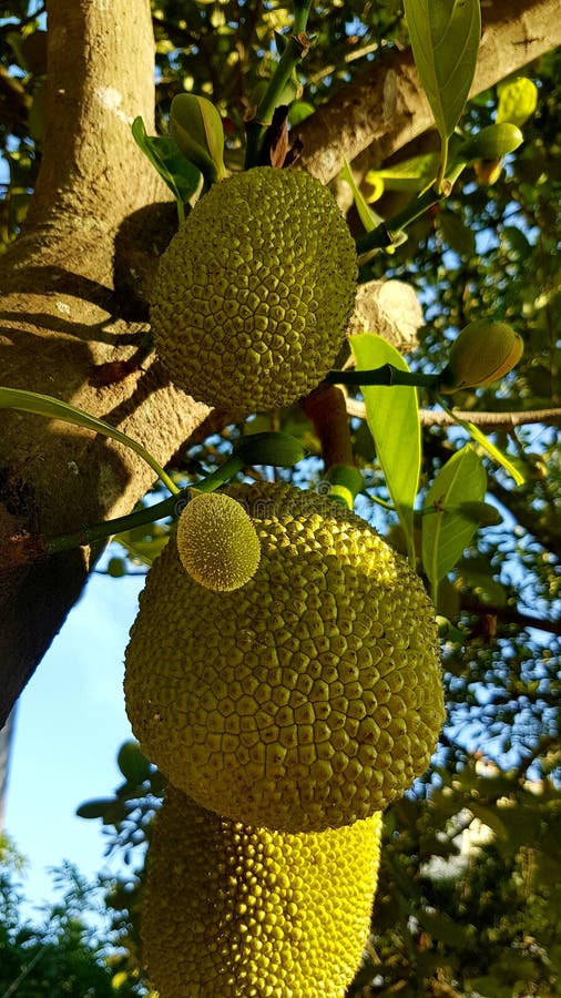 Jackfruit on a Tree in Tropical Surrounding Stock Image - Image of ...