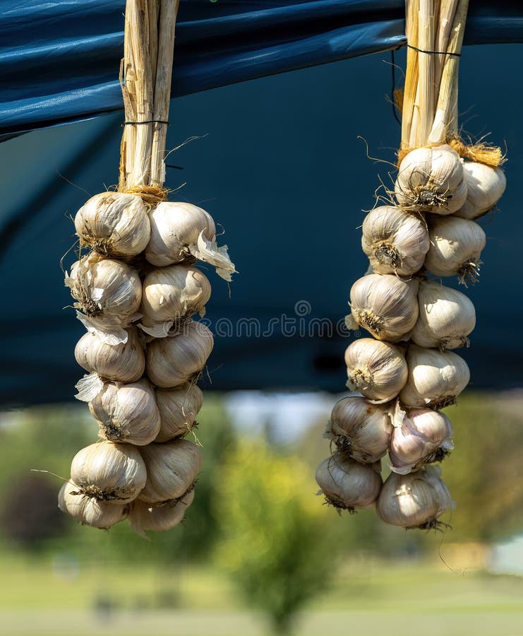Hanging Garlic Braid stock image. Image of garlic, spice - 346850011