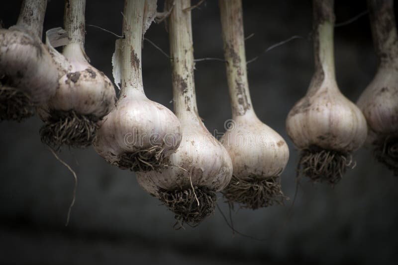 Hanging garlic on drying stock image. Image of nutrition - 91037925