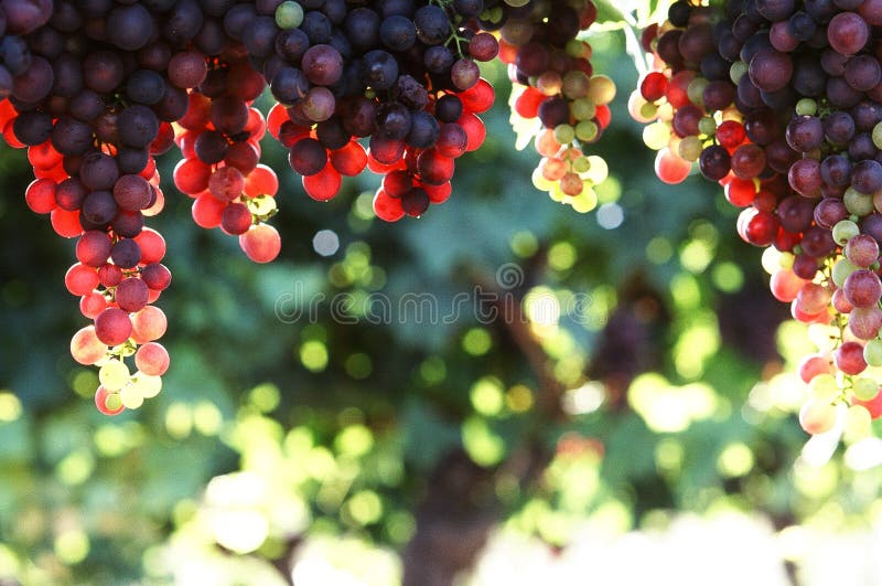 Hanging grapes stock photo. Image of grapes, healthy, vinyard - 3860848