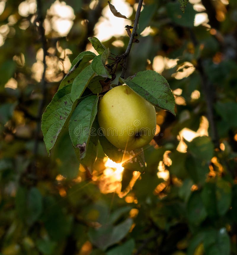 Hanging Green Apple in Sunset Rays Stock Image - Image of fruit, sunset ...