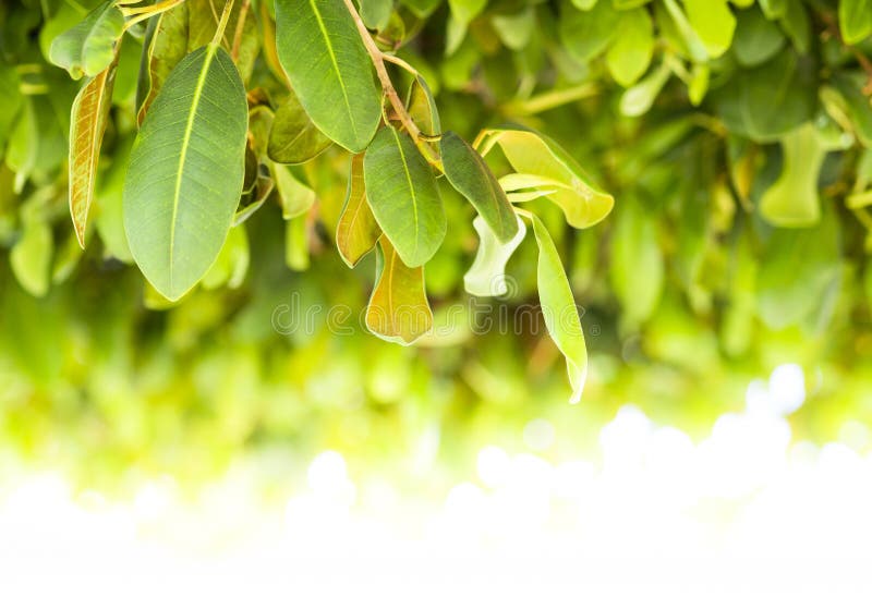 Hanging Green Leaf Background Stock Photo - Image of forest, focus ...