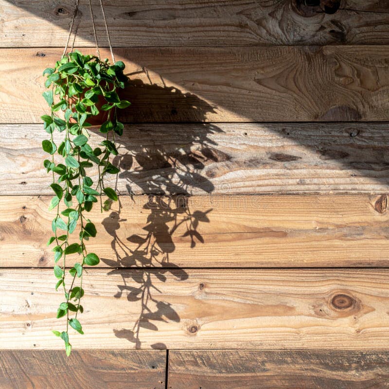 Hanging Green Plant Casts Shadow on Rustic Wooden Wall Stock ...