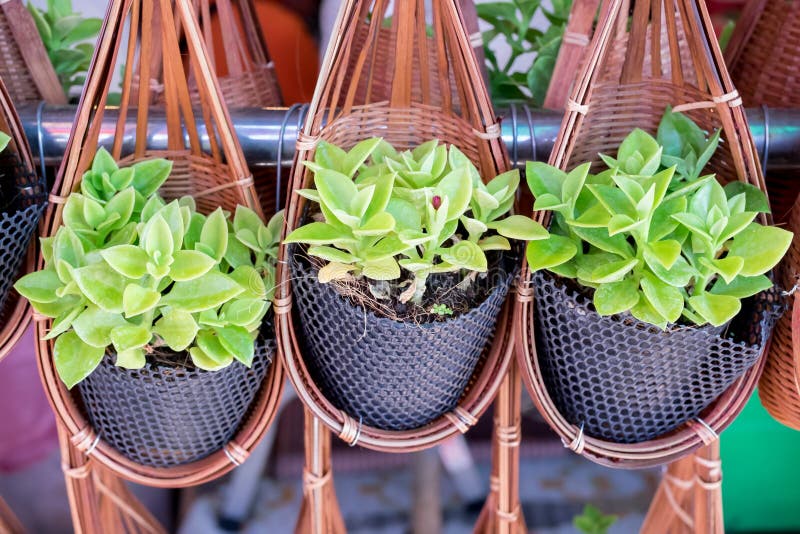 Hanging Green Hapus Mango on Tree. Stock Image - Image of mango, indian ...