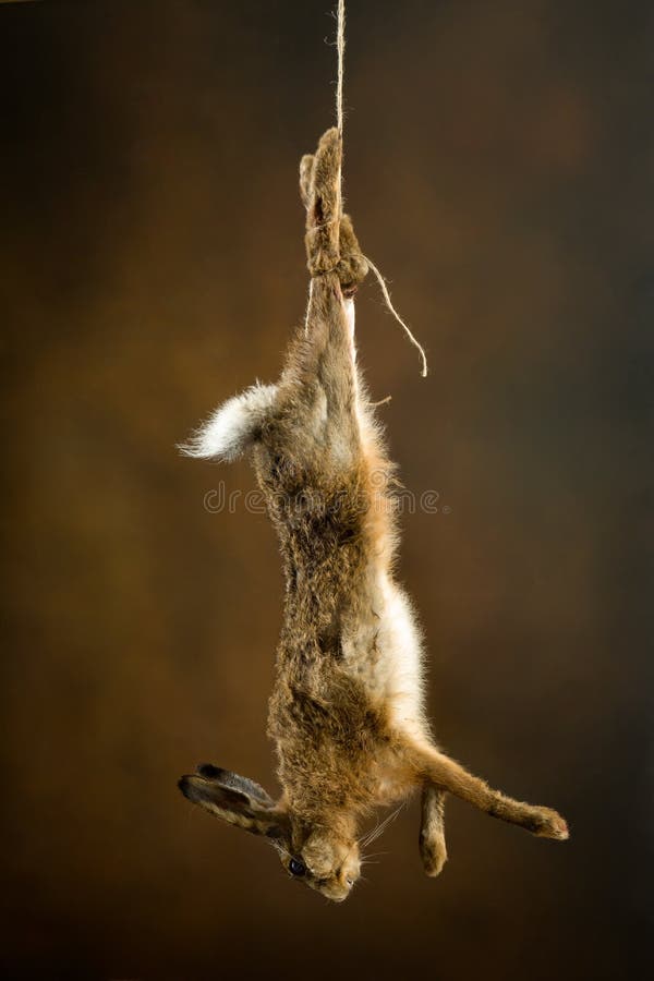 Hanging hare stock image. Image of hunter, game, killed - 56160013