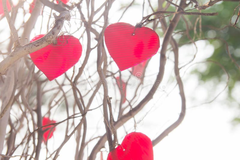 Hanging heart on tree stock photo. Image of greeting - 71074296