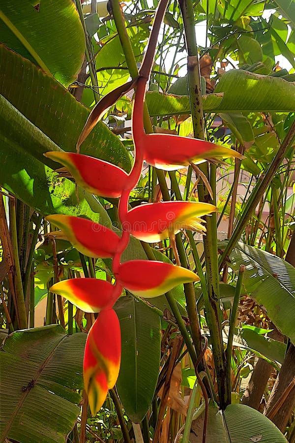 Hanging Heliconia Rostrata Flower Stock Image - Image of people ...