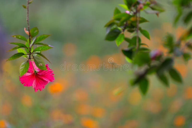 Hanging Hibiscus stock image. Image of stamen, shallow - 67225519