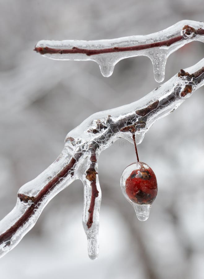 Hanging ice berry stock photo. Image of growth, wild - 12290844