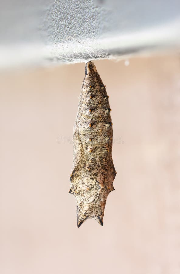 Hanging insect stock image. Image of yellowish, larva - 32724345