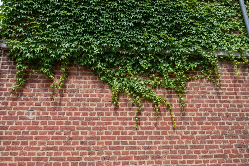 Hanging Ivy on Red Brick Wall. Background and Texture for Text or Image ...