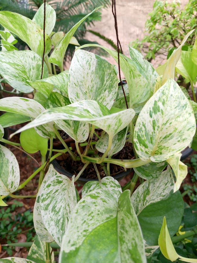 Kandaka Stock Photos - Free & Royalty-Free Stock Photos from Dreamstime