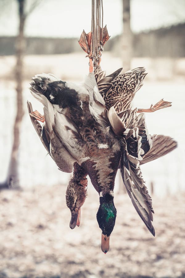 Hanging killed ducks stock photo. Image of christmas - 113673402