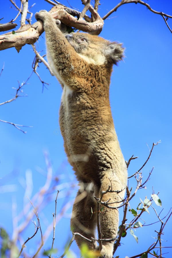 168 Koala Hanging Tree Stock Photos - Free & Royalty-Free Stock Photos ...