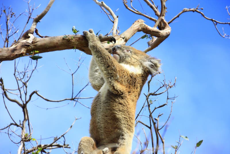 Hanging Koala stock image. Image of australian, aussie - 55331897