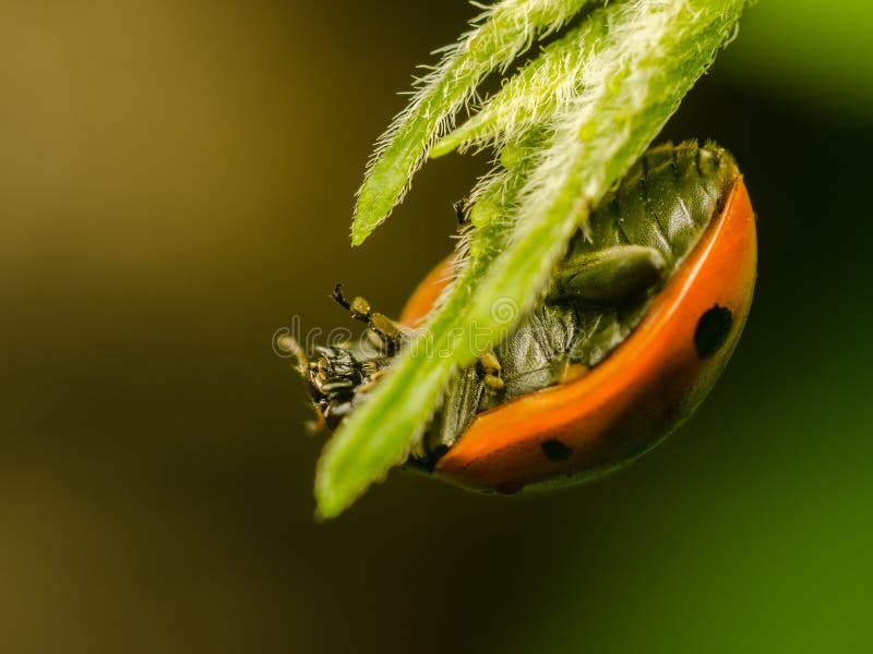 Ladybug Hanging Upside Down on Purple Flower Petal Stock Photo - Image ...